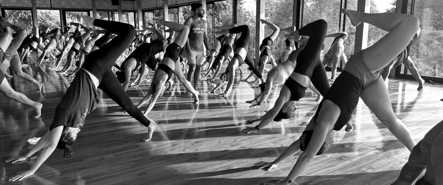 Animal Flow Level 1 Rotterdam (Dec 2025) - Animal Flow